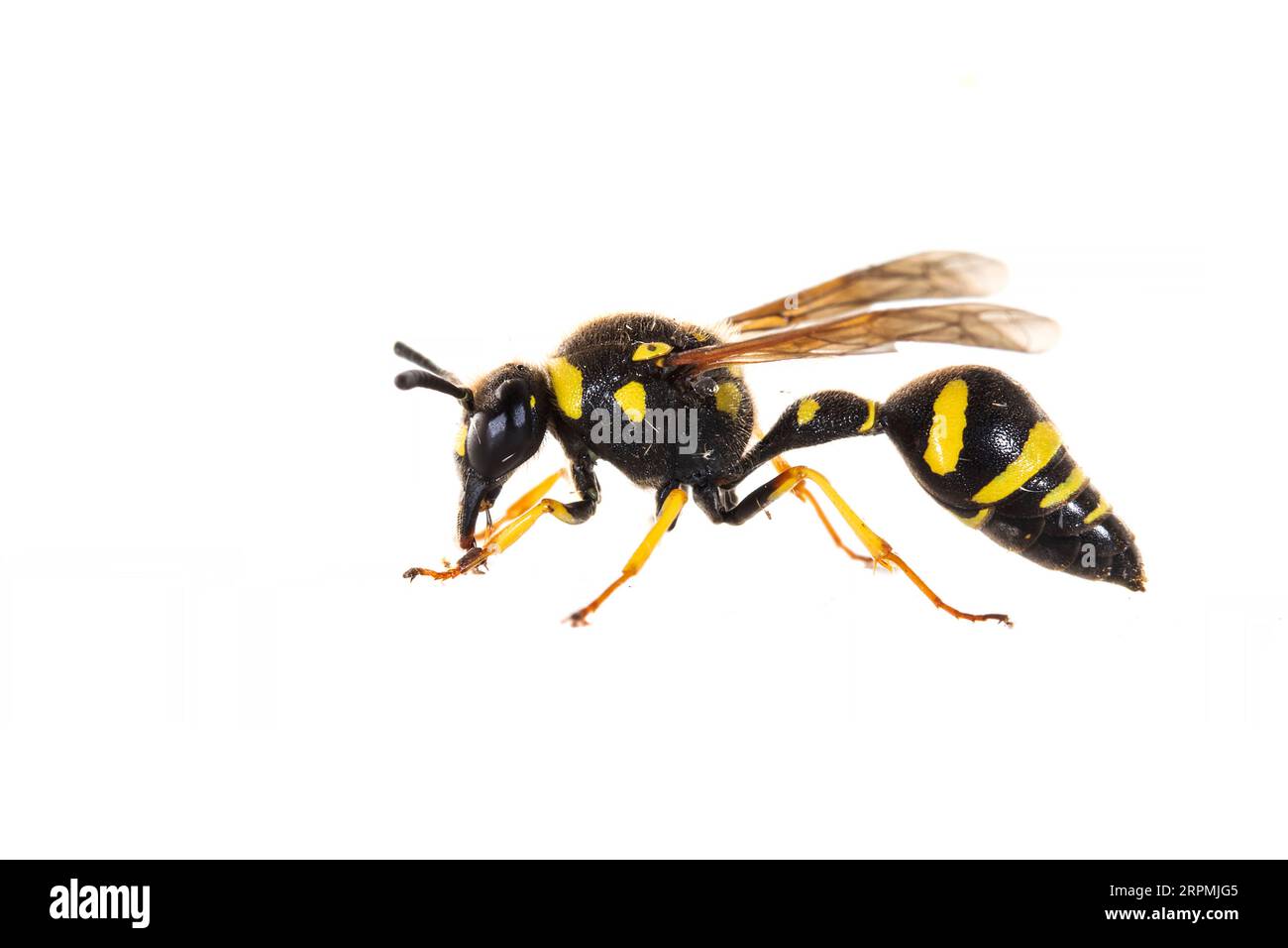 Heath potter wasp, Potter wasp (Eumenes coarctatus), side view, cut out ...