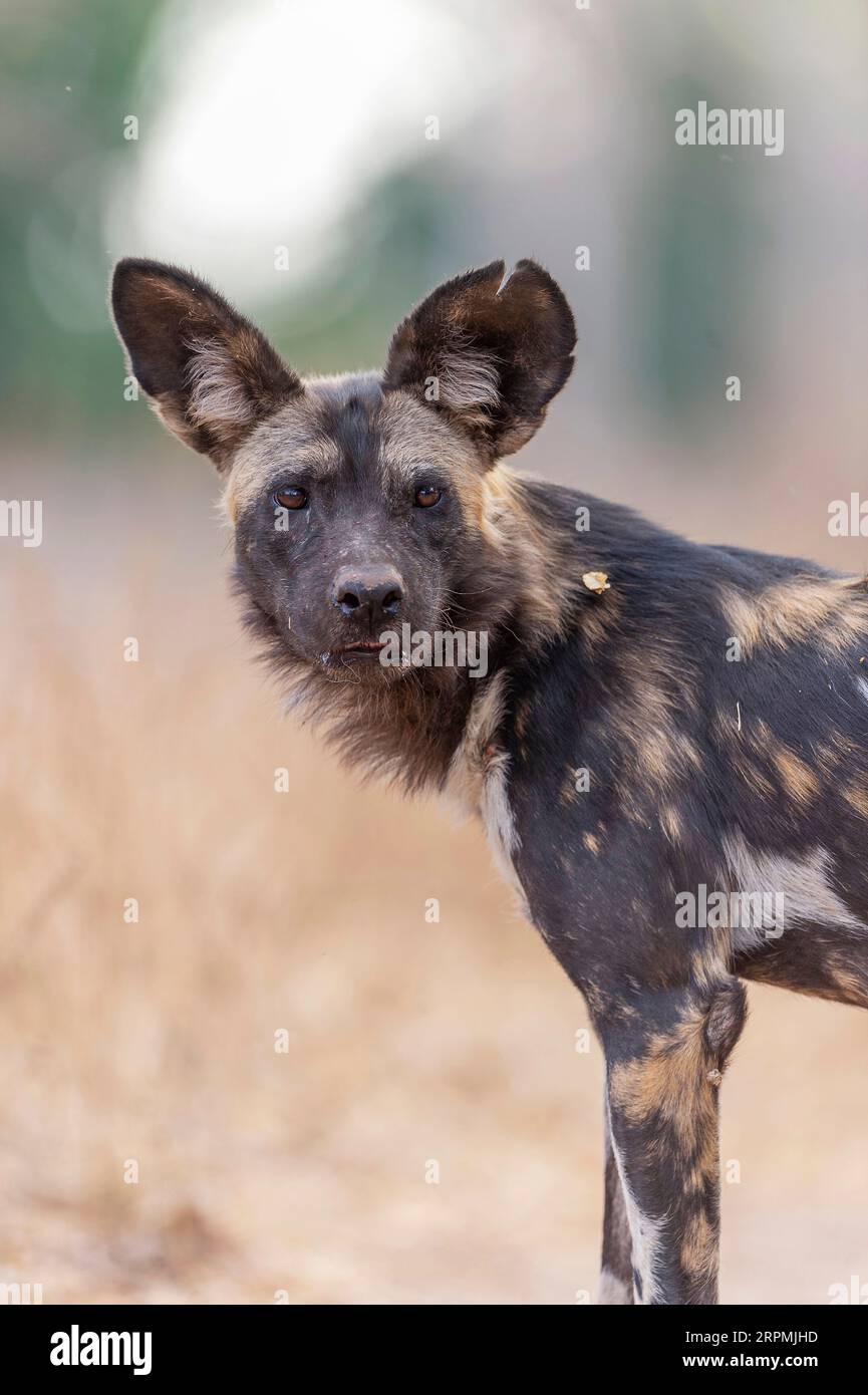 African painted dog seen, Lycaon pictus, seen in Zimbabwe's Mana Pools ...