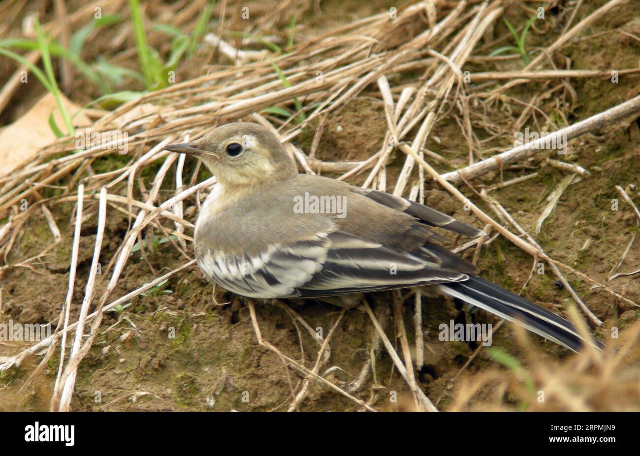Amur white wagtails hi-res stock photography and images - Alamy
