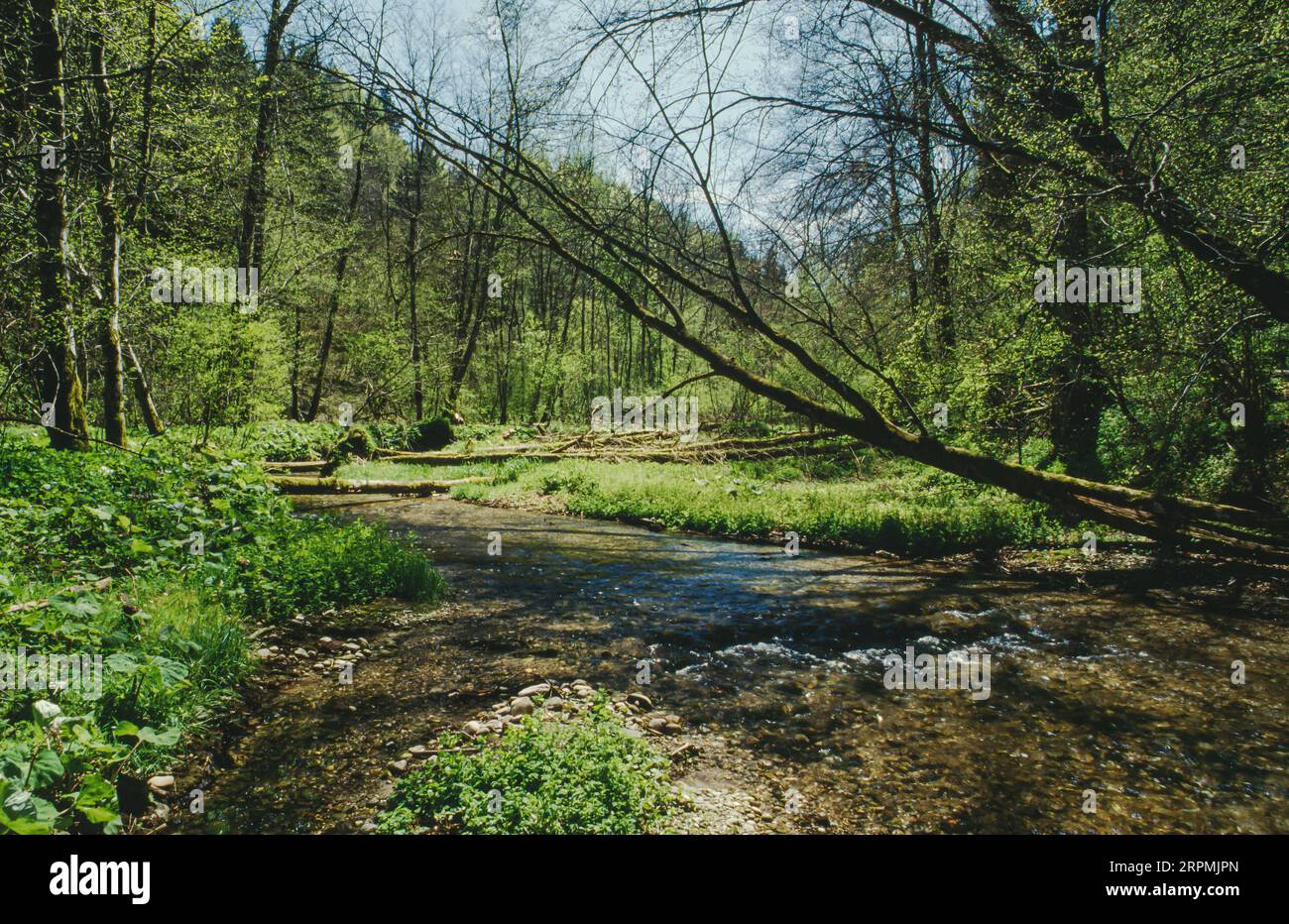 alluvial forest and stream course of the Nasenbach with gravel bottom ...