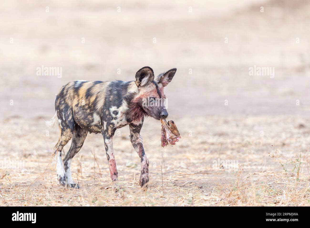 African wild dogs, Lycaon pictus, with a killed Impala in Zimbabwe's ...