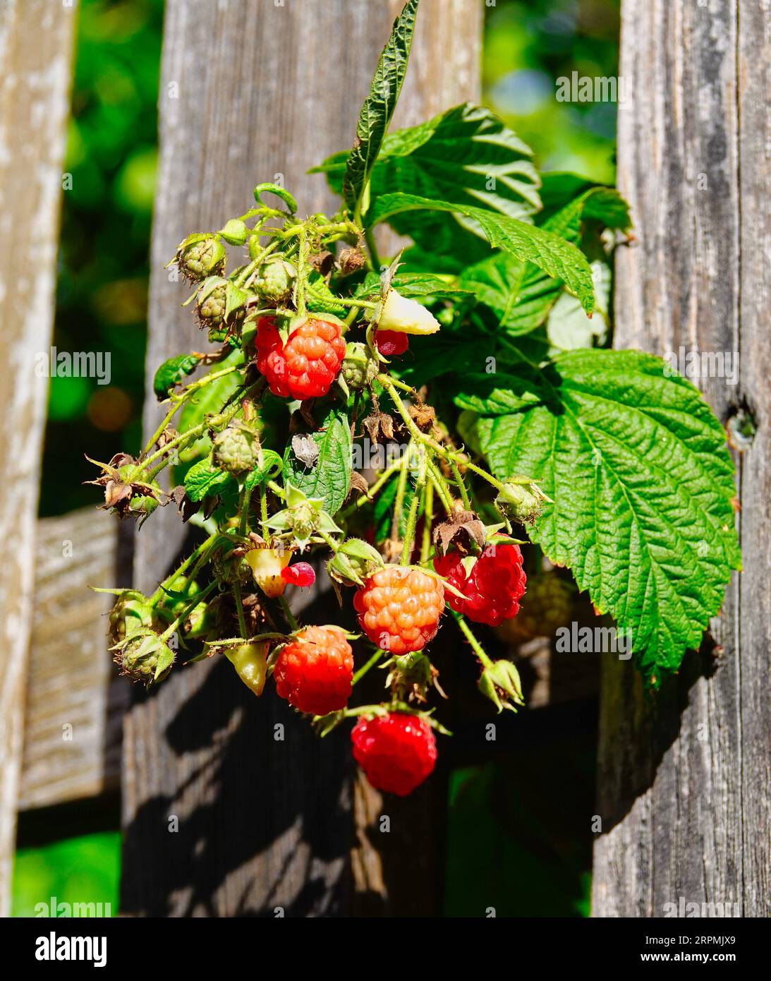Trellis bench hi-res stock photography and images - Alamy