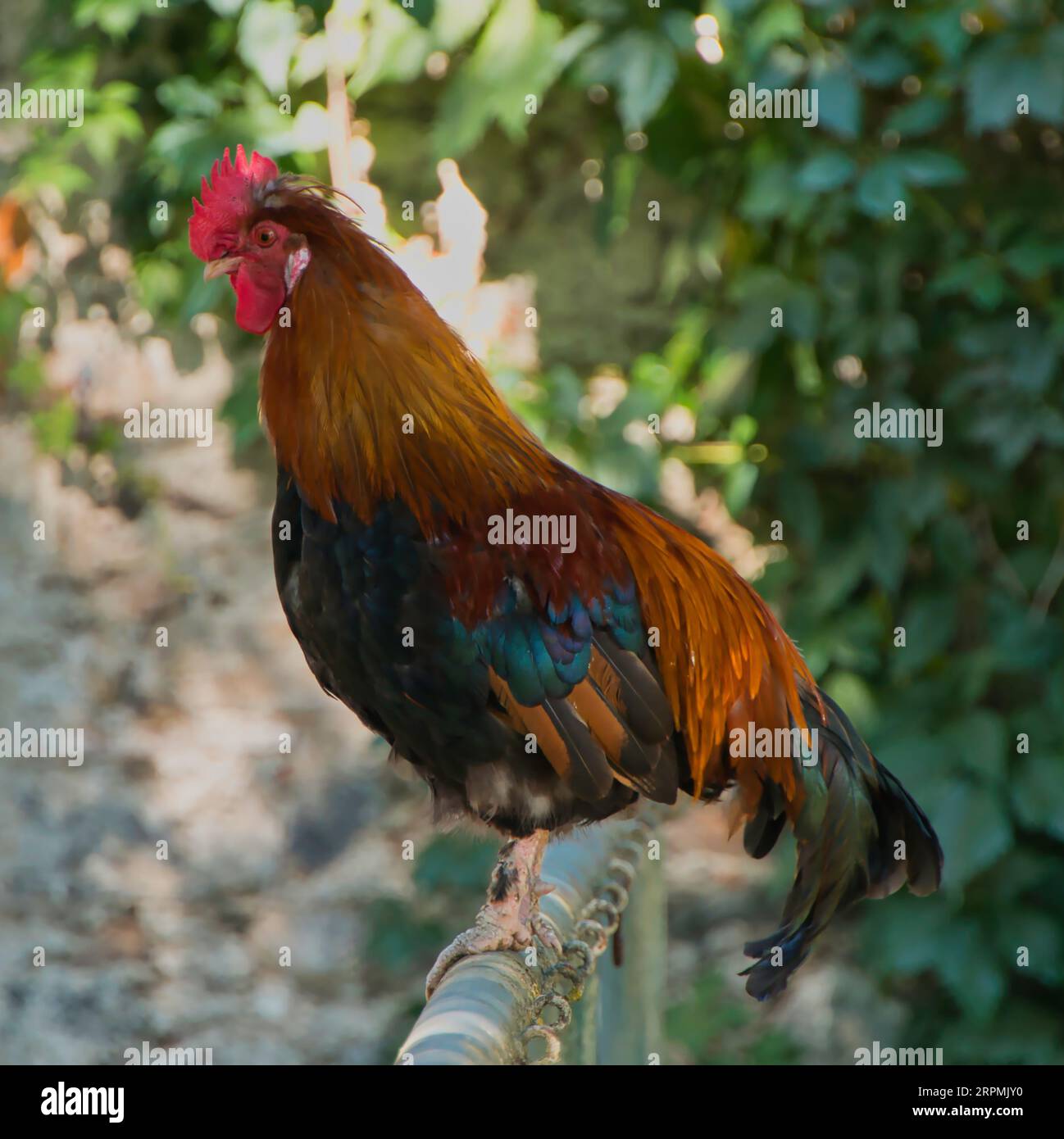 Proud rooster atop hi-res stock photography and images - Alamy