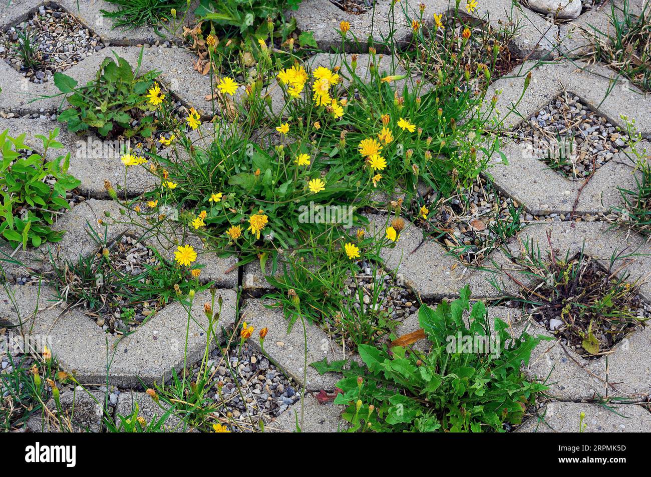 Paving with culvert for nature, rough hawkbit (Leontodon hispidus ...