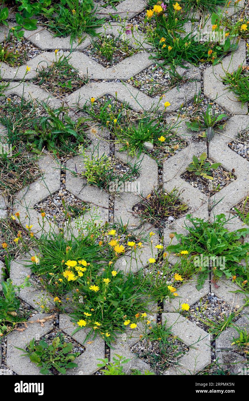 Paving with culvert for nature, rough hawkbit (Leontodon hispidus ...