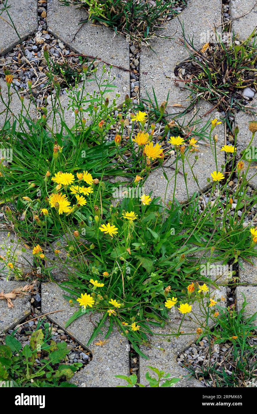 Paving with culvert for nature, rough hawkbit (Leontodon hispidus ...