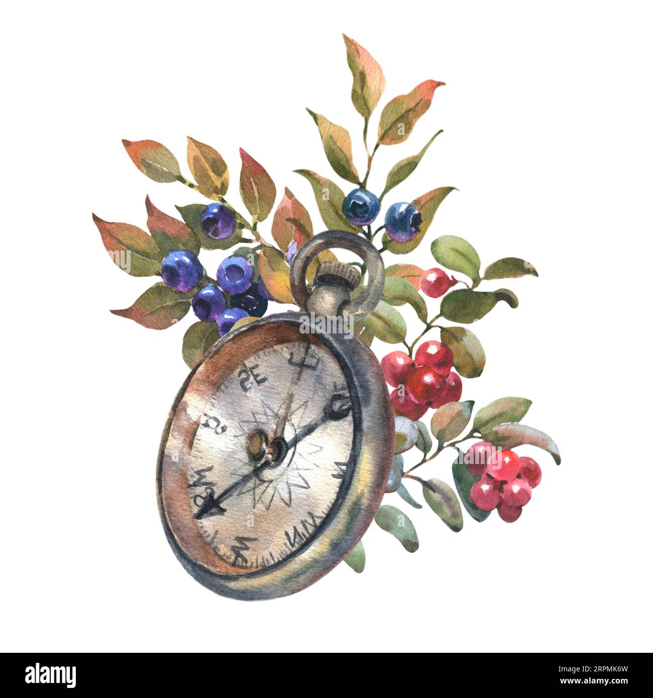 Hand drawn watercolor illustration vintage compass with forest berries ...