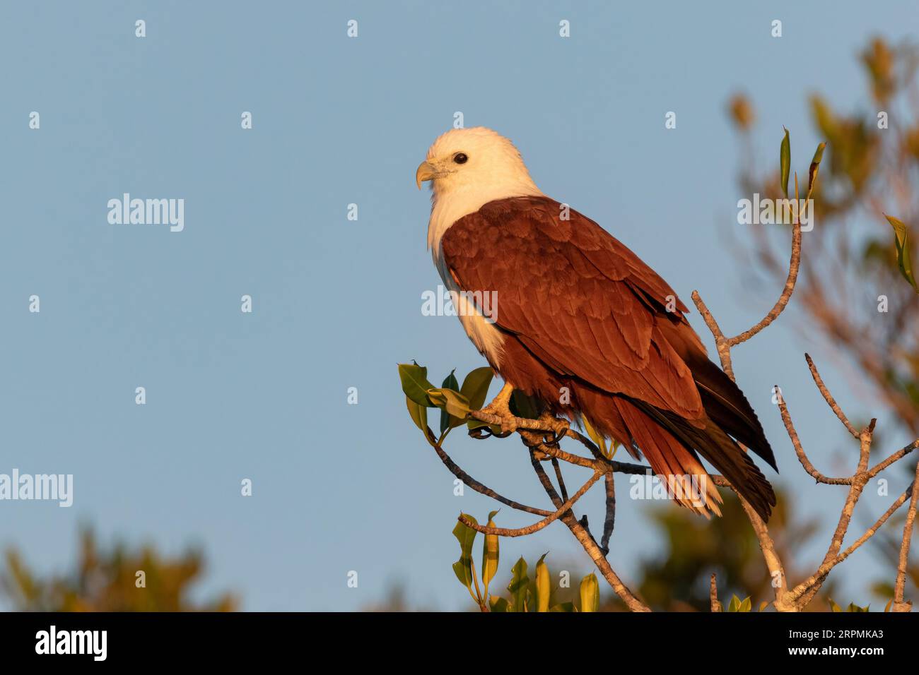 A magnificent Brahminy Kits perched high in a mangrove tree overlooking ...