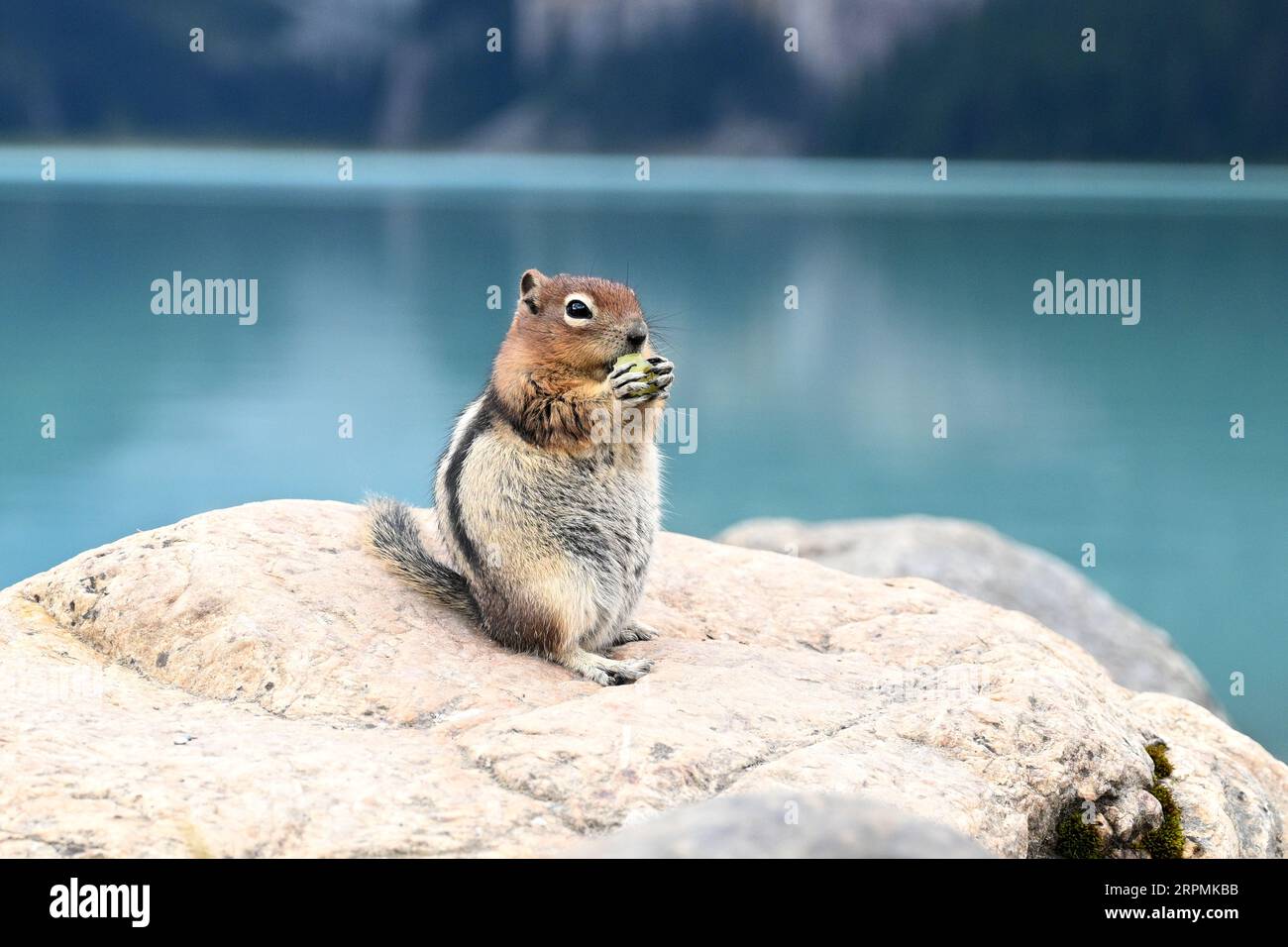 A chipmunk near Lake Louise. Canadian wildlife. Banff National Park ...