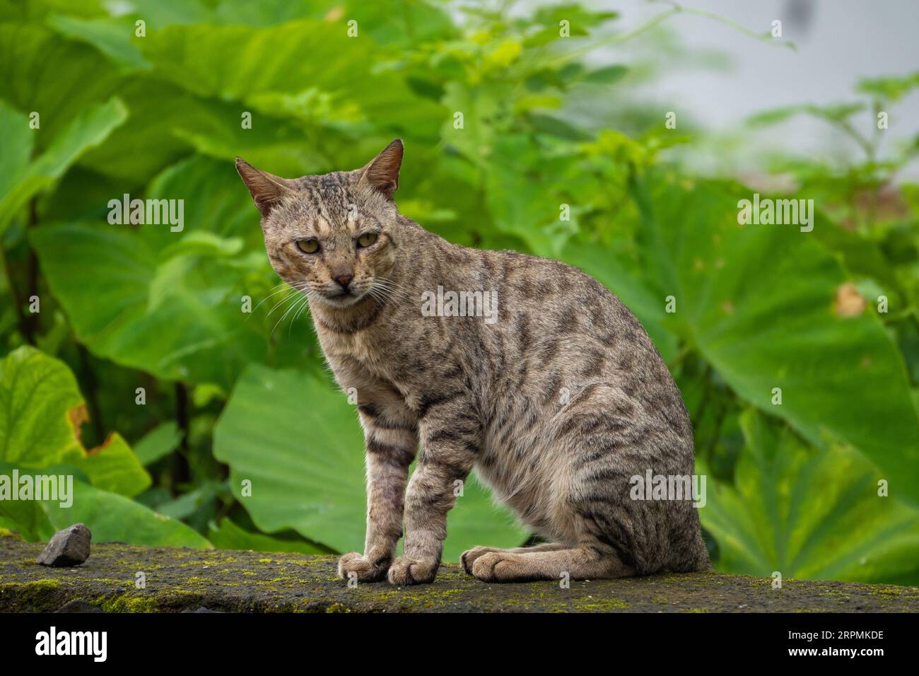 grey color cat sit on wall Stock Photo - Alamy