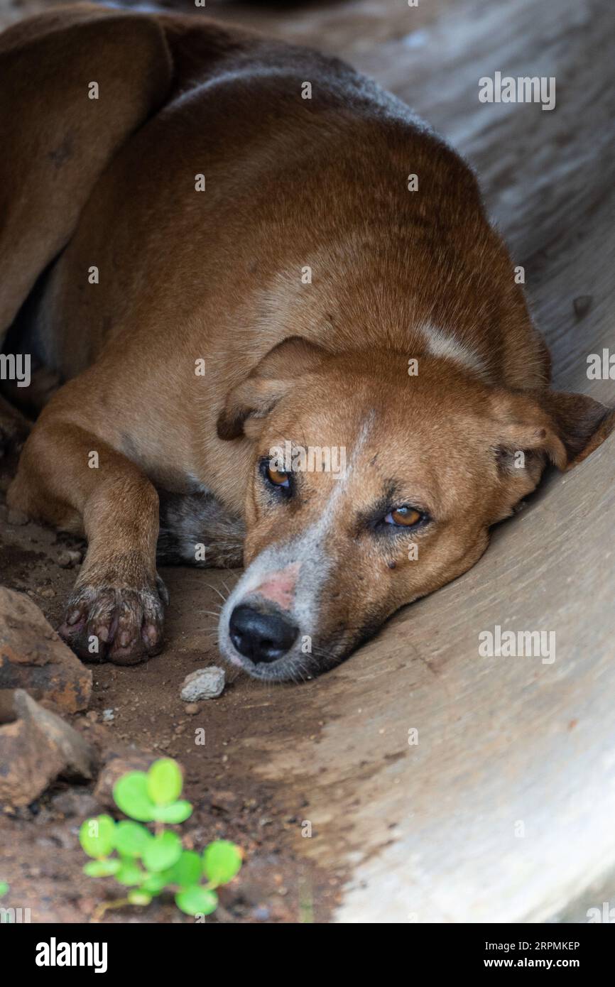 dog sleeping in Drainage Pipe Stock Photo - Alamy