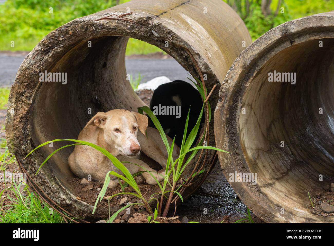 dog sleeping in Drainage Pipe Stock Photo - Alamy