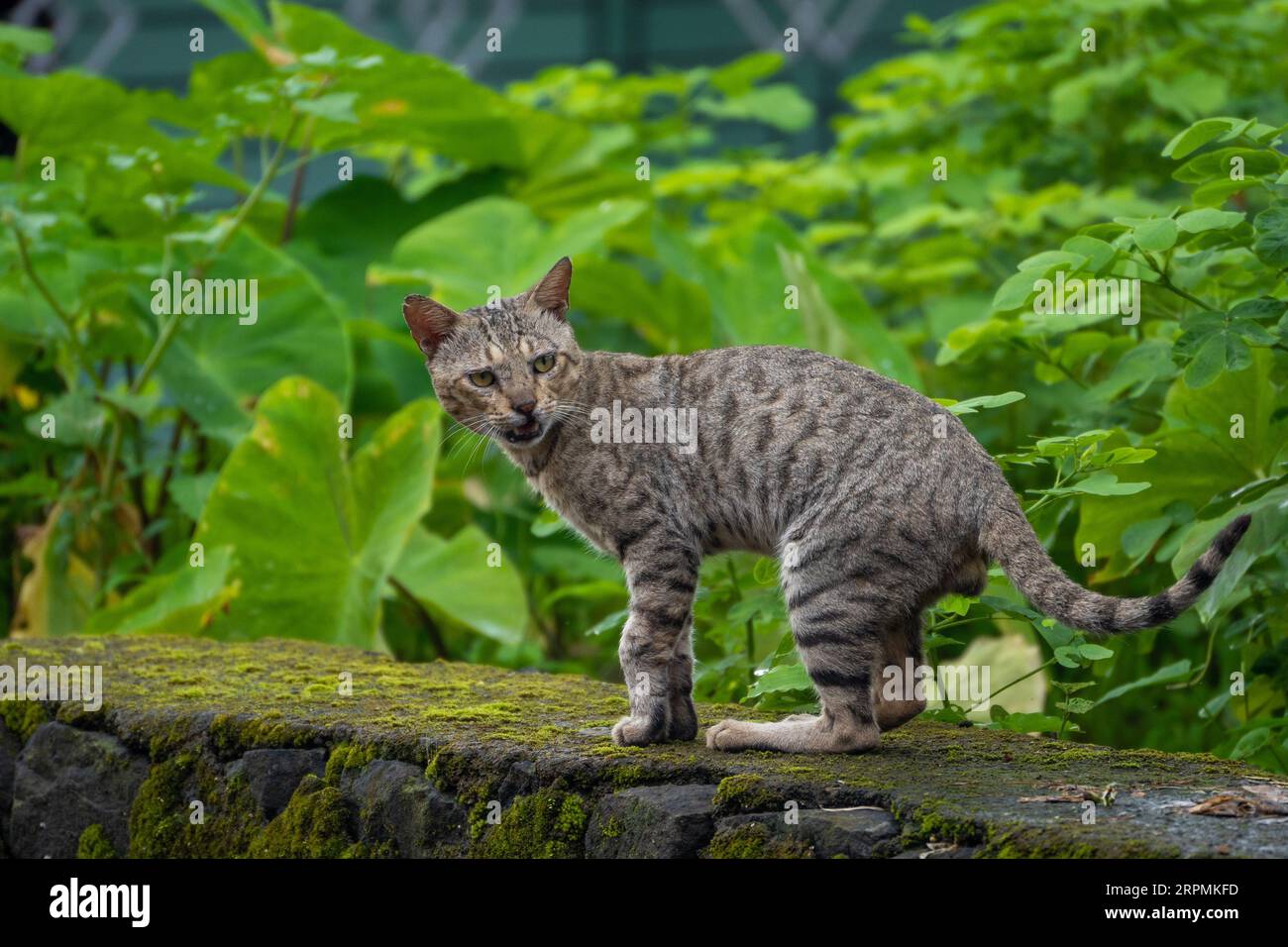 grey color cat sit on wall Stock Photo - Alamy