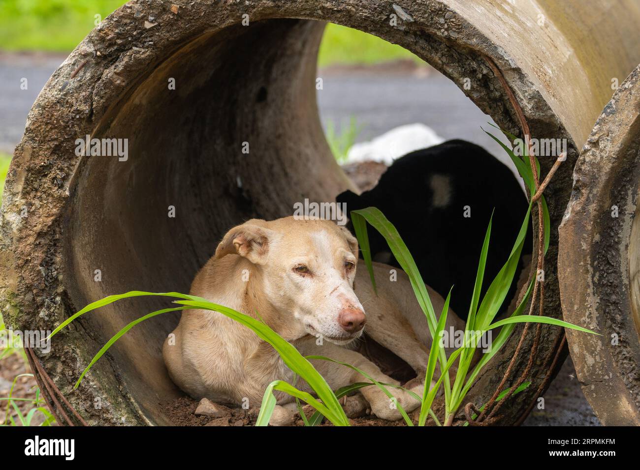 dog sleeping in Drainage Pipe Stock Photo - Alamy