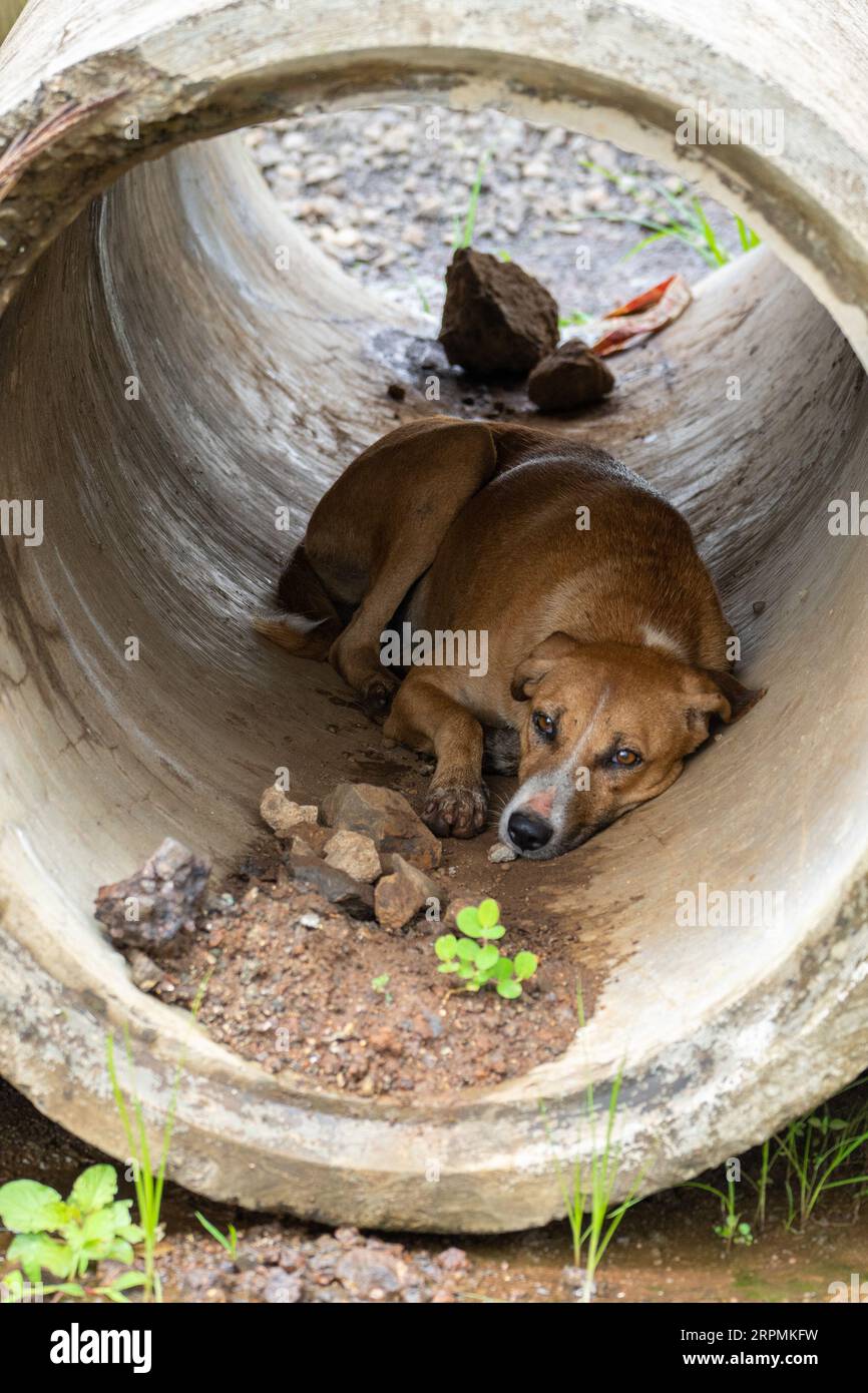 dog sleeping in Drainage Pipe Stock Photo - Alamy