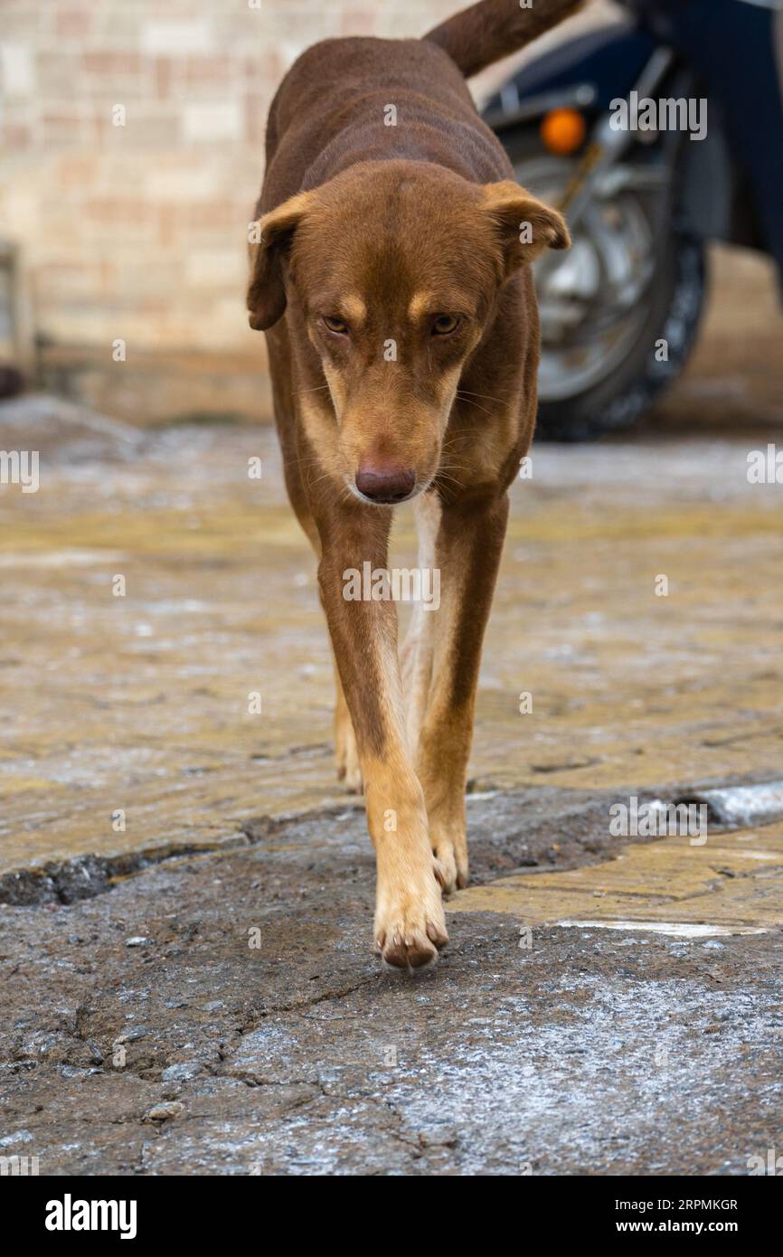Dirty indian dog hi-res stock photography and images - Alamy