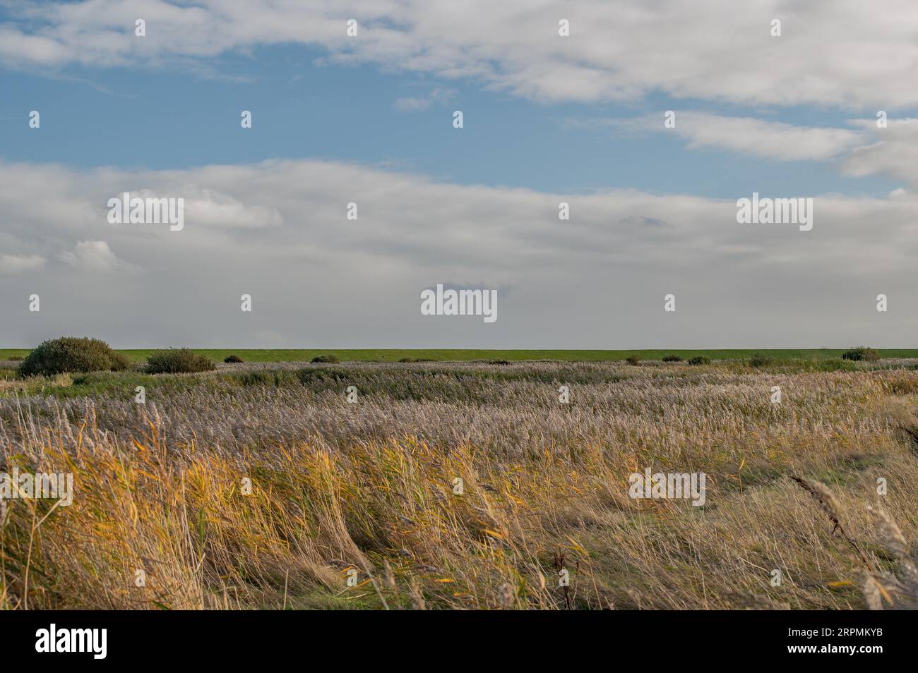 Reed zone in the shallow water area Stock Photo - Alamy