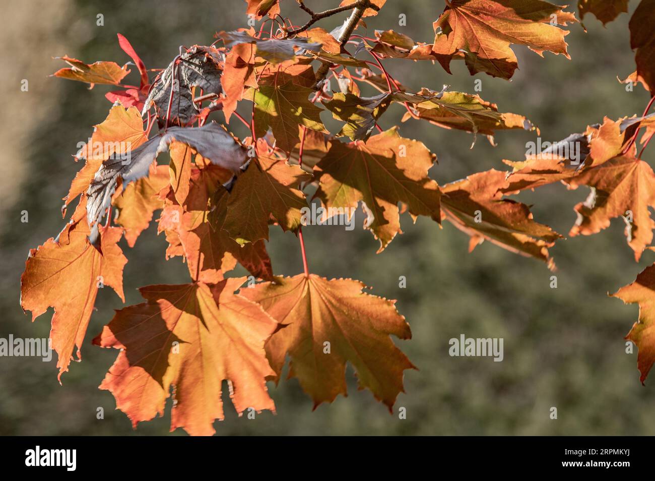 Autumn colours on the chestnut tree Stock Photo - Alamy