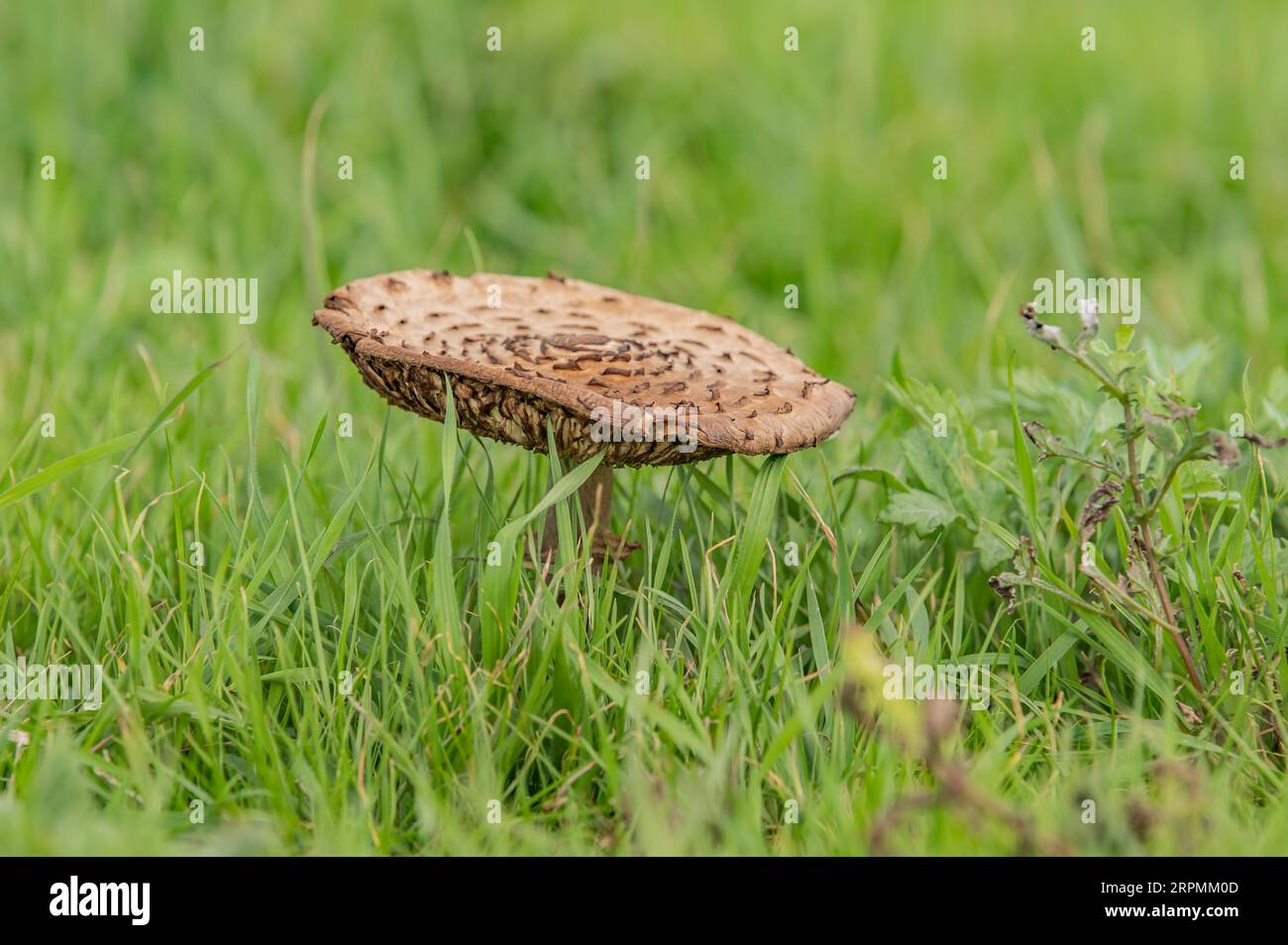 Common Saffron Parasol Stock Photo - Alamy