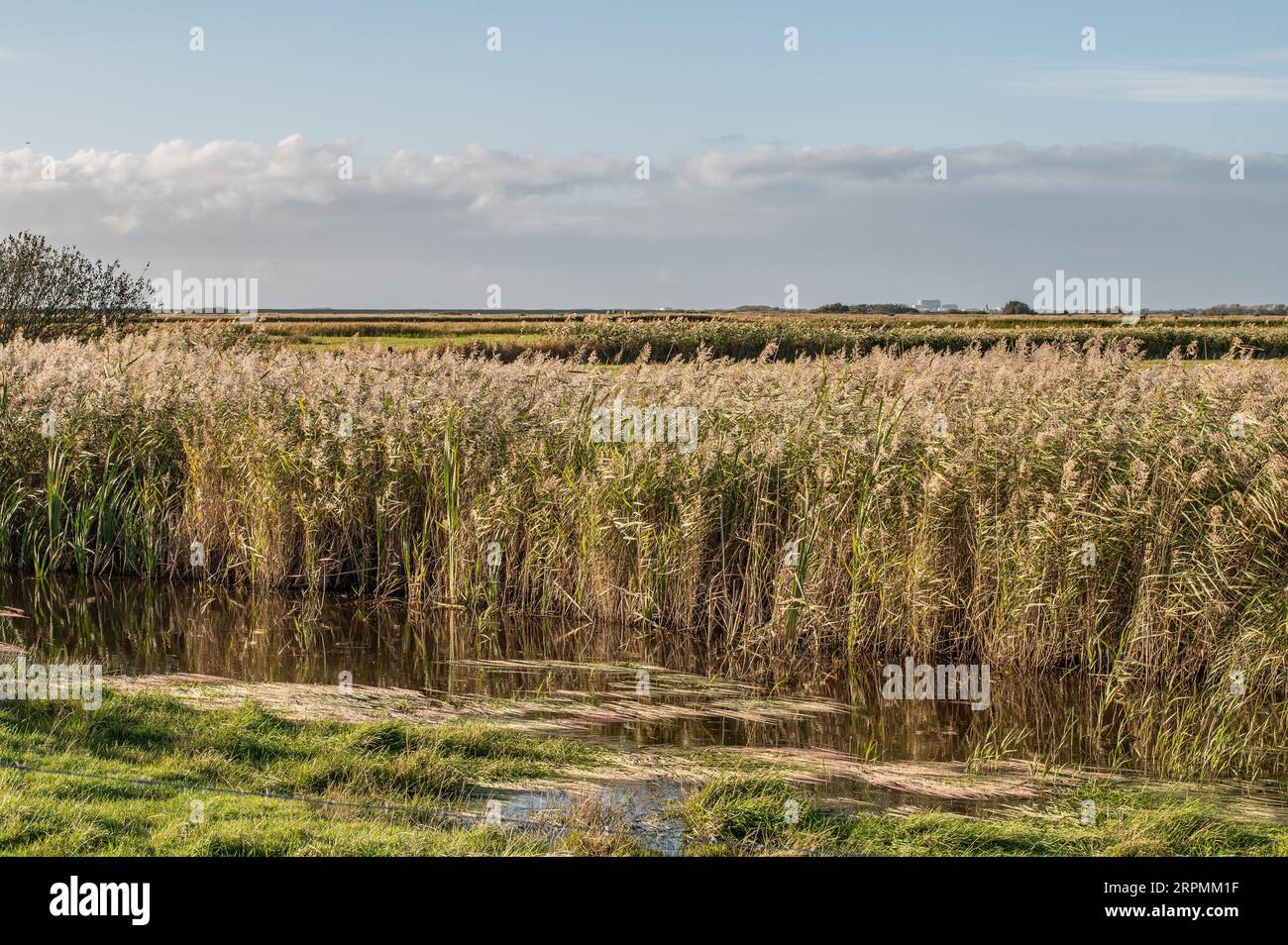 Reed zone in the shallow water area Stock Photo - Alamy