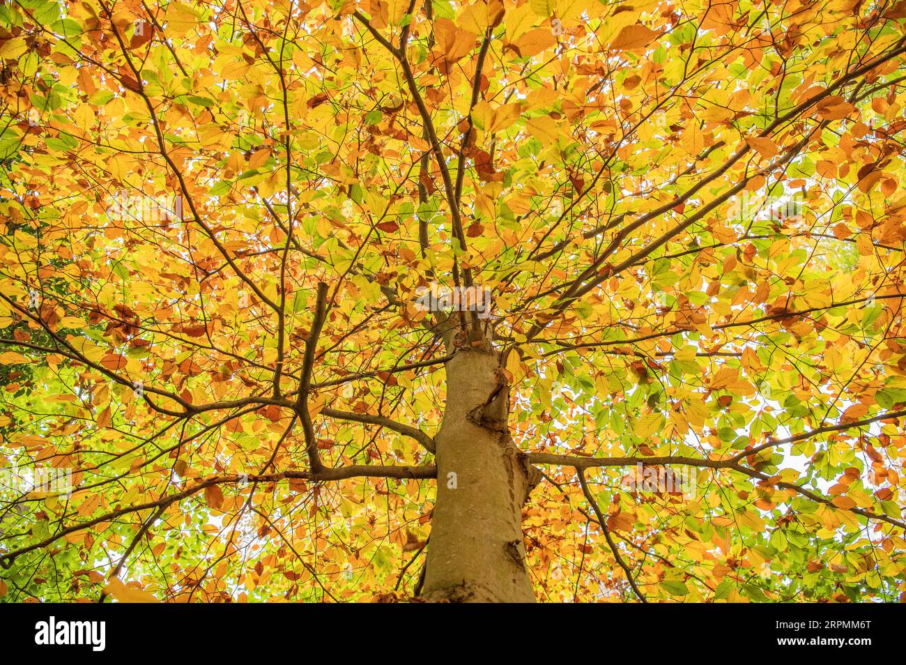 Foliage colouring in autumn Stock Photo - Alamy