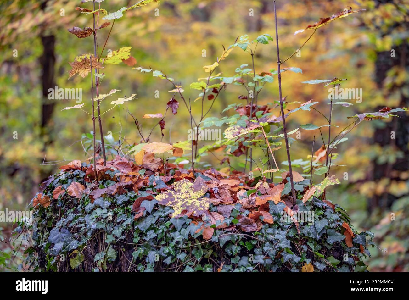 Sapling budding hi-res stock photography and images - Alamy