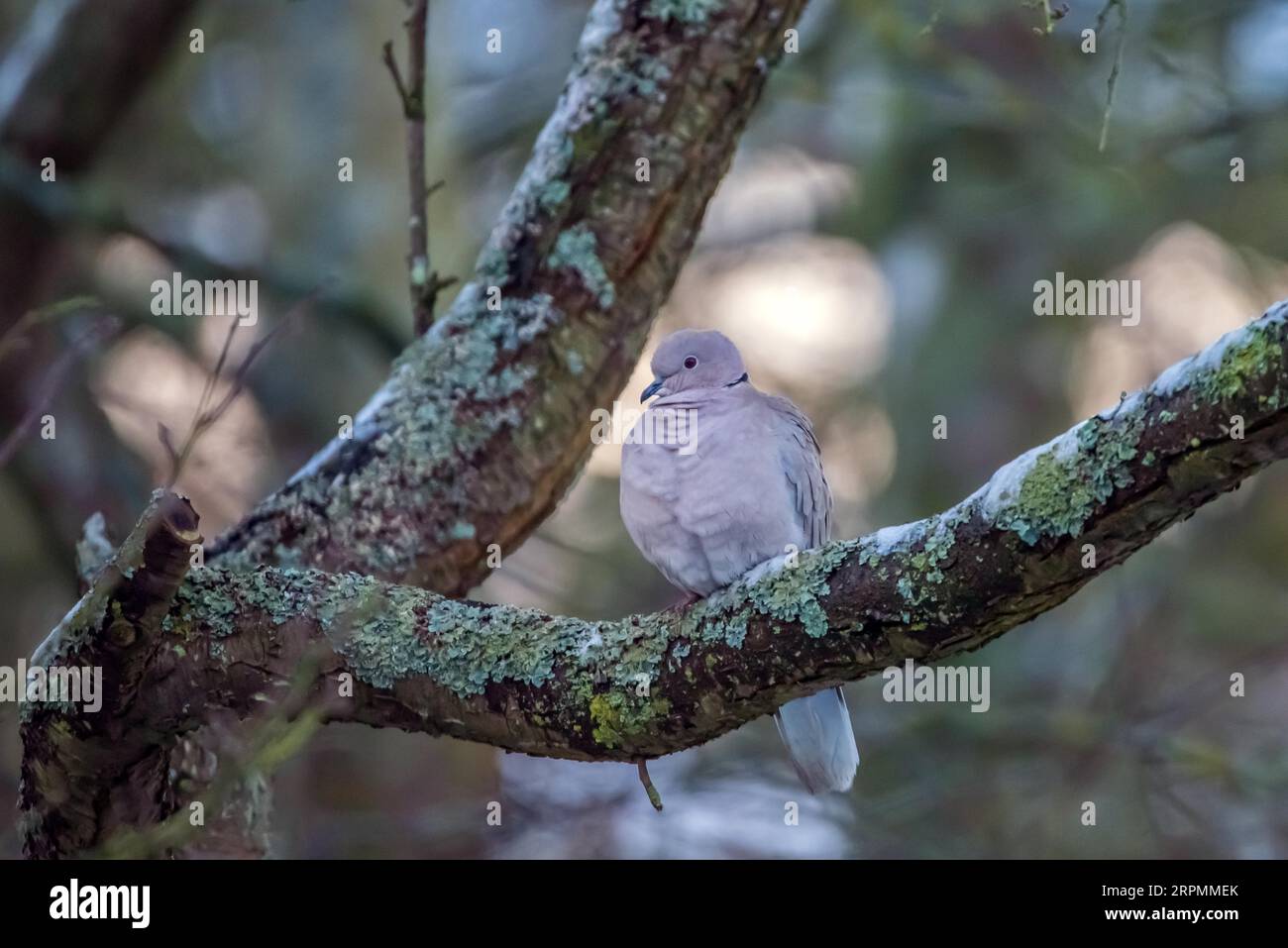 Turtle Dove Bird of the Year 2020 Stock Photo - Alamy