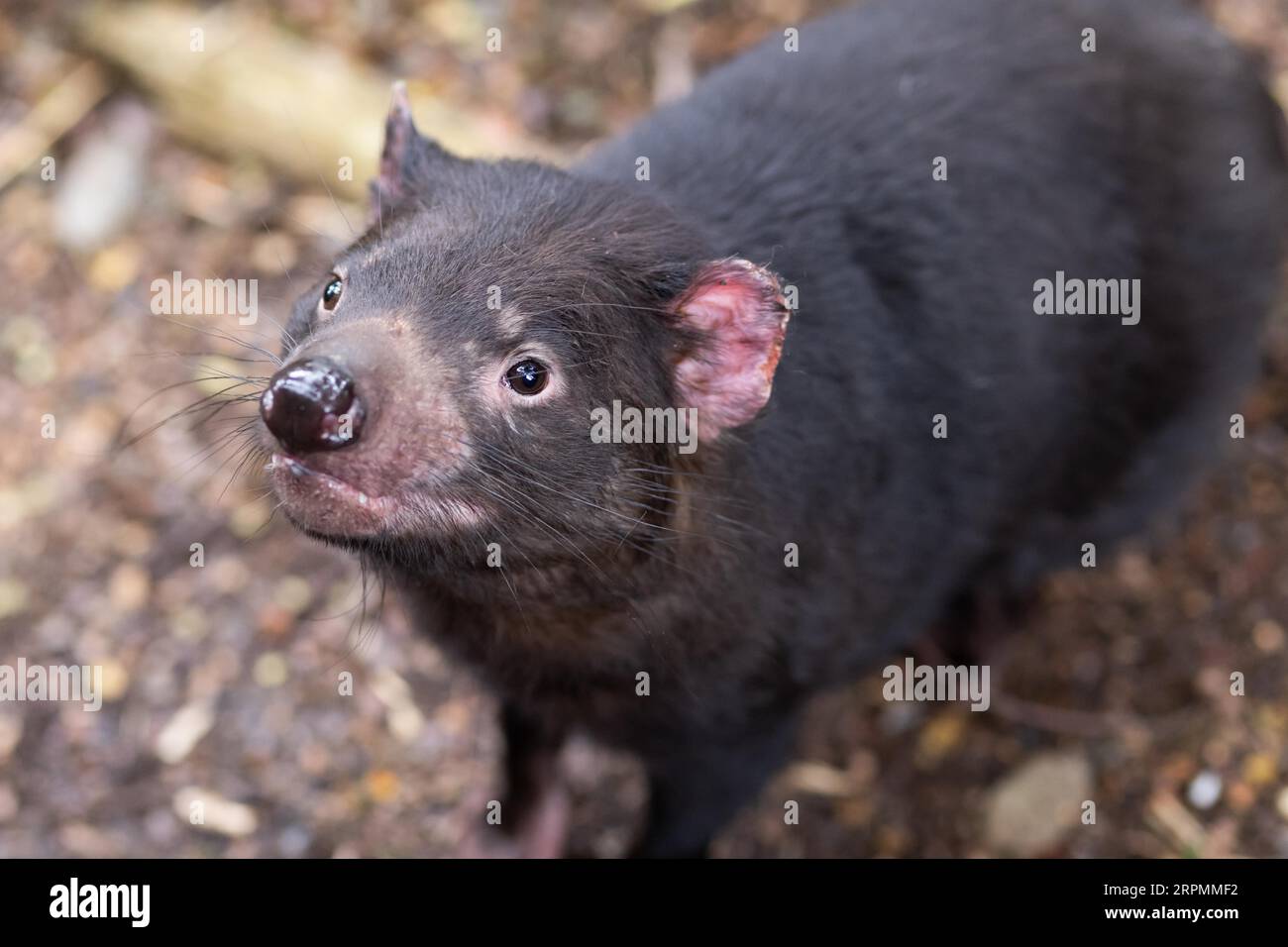 The iconic Tasmanian Devil in a natural environment on a cool spring ...
