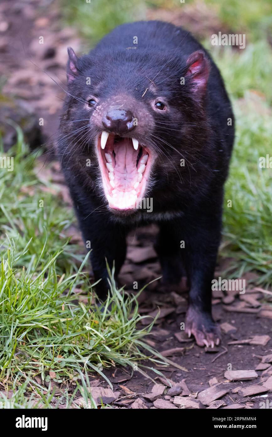 Tasmanian devil in tasmania australia hi-res stock photography and images - Alamy