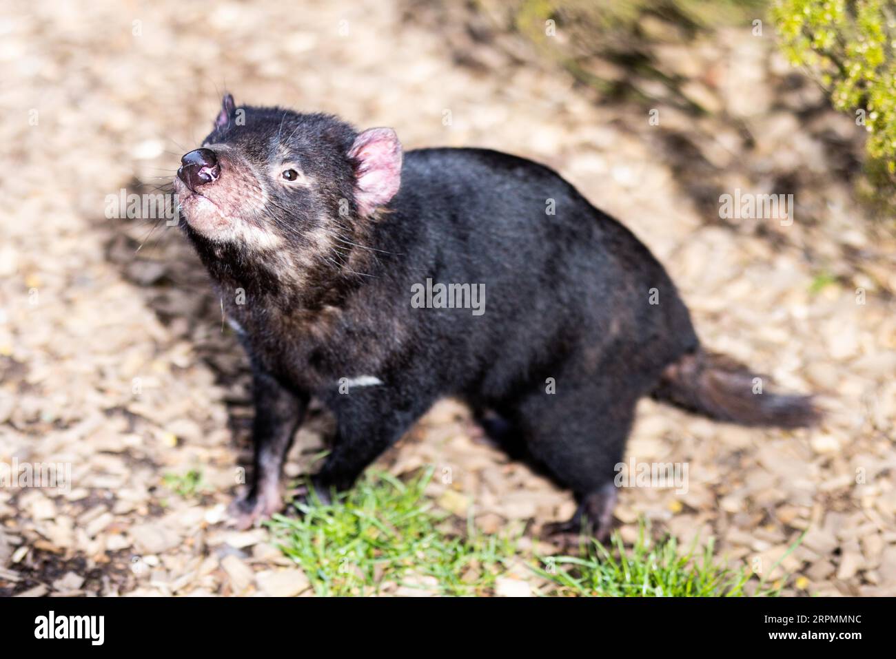 Tasmanian devil in tasmania australia hi-res stock photography and ...