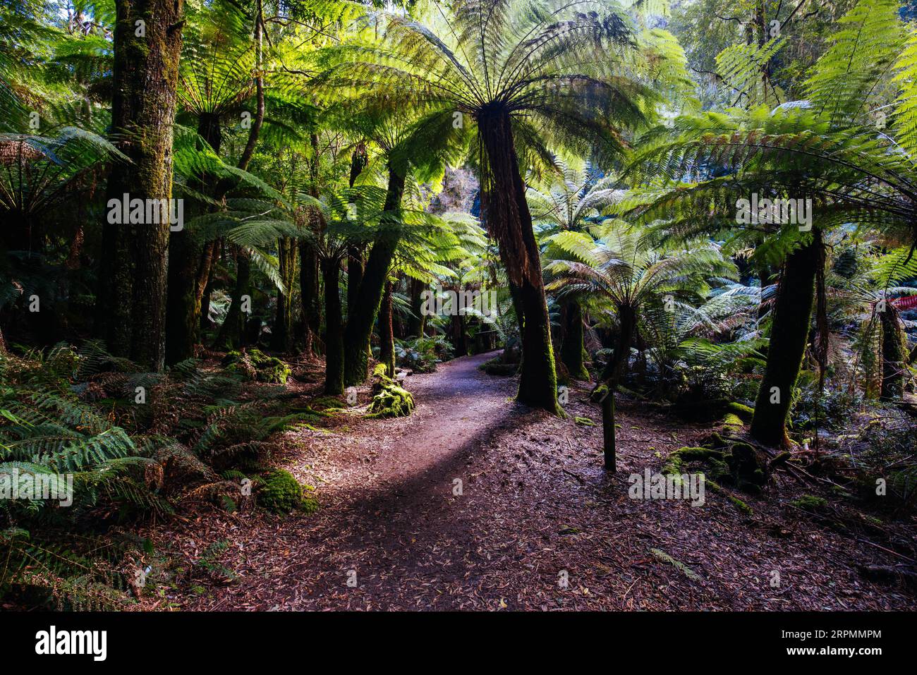 The track leading to St Columba Falls which is one of the highest ...