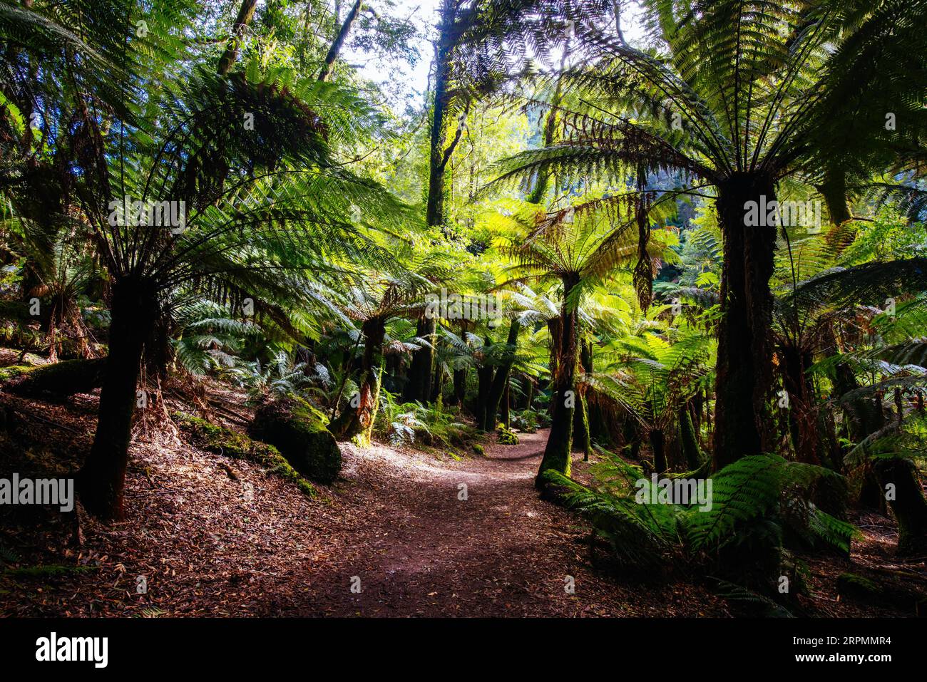 The track leading to St Columba Falls which is one of the highest ...