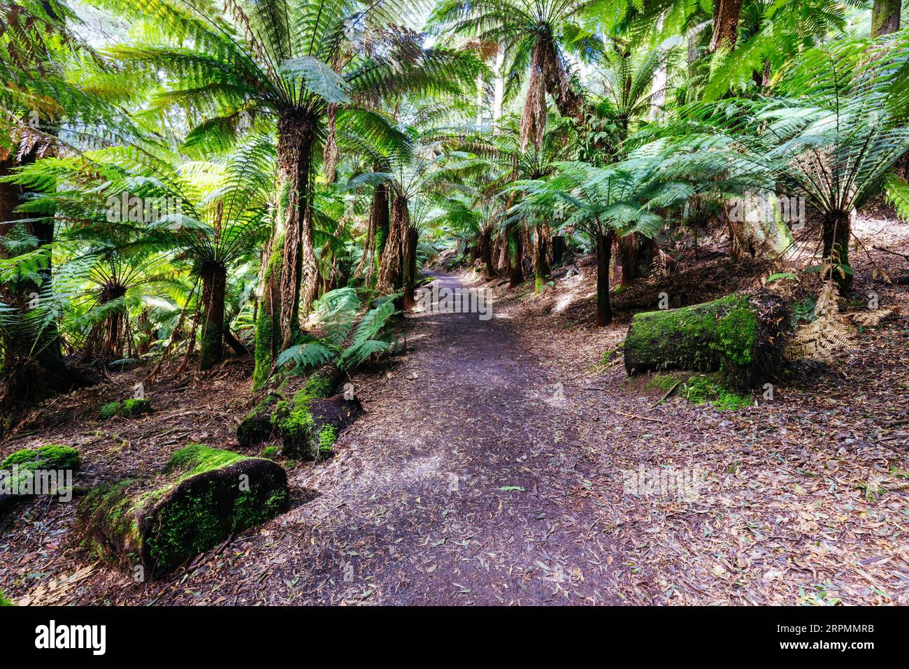 The track leading to St Columba Falls which is one of the highest ...