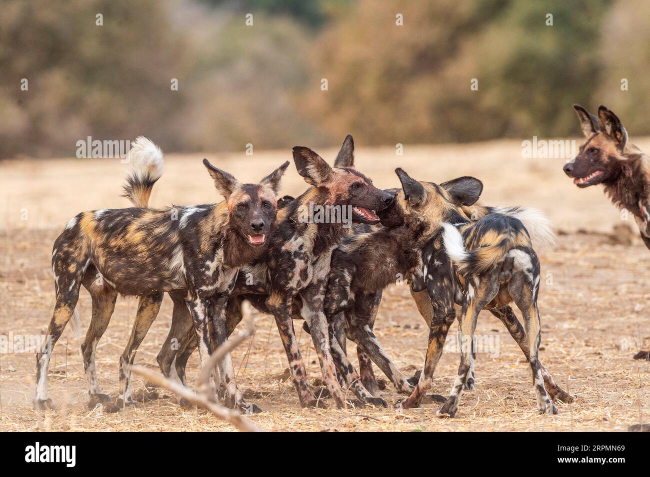 A pack of endangered African wild dog, Lycaon pictus, are seen in ...