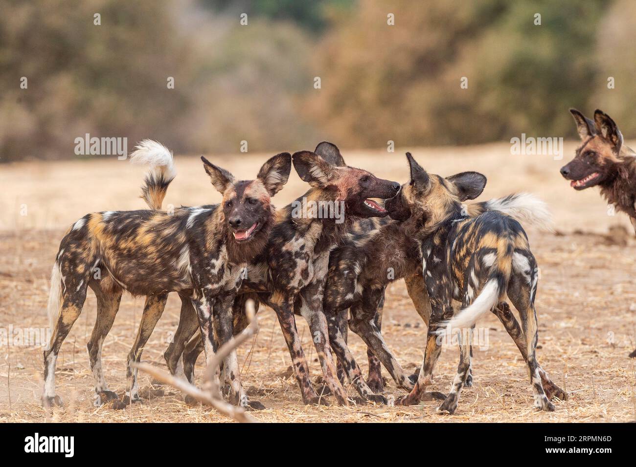 A pack of endangered African wild dog, Lycaon pictus, are seen in ...