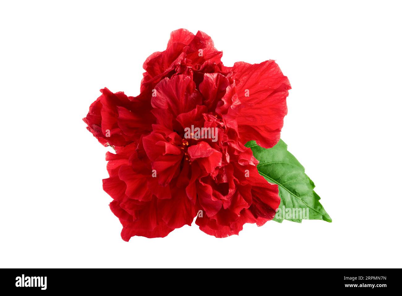 Double deep carmine, Hibiscus rosa-sinensis evergreen hibiscus Mrs ...