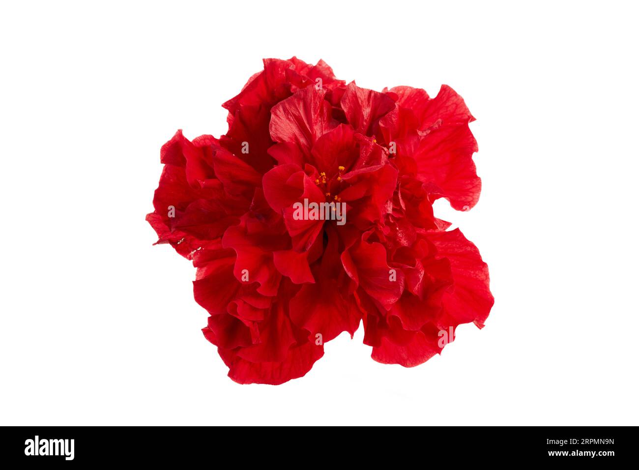 Double deep carmine, Hibiscus rosa-sinensis evergreen hibiscus Mrs ...