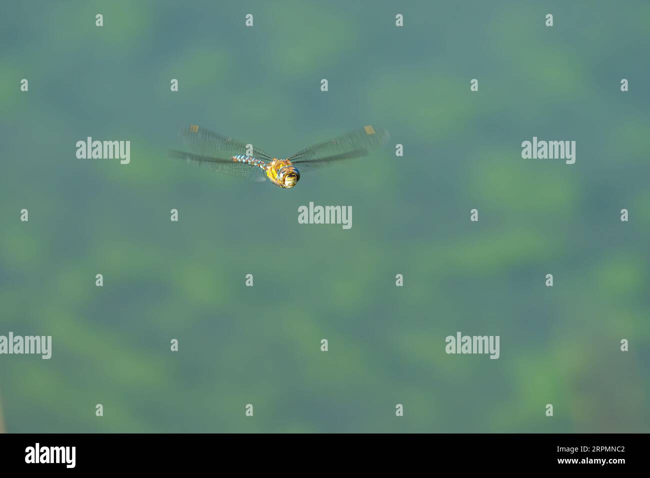 Common hawker drangonfly in flight Stock Photo - Alamy