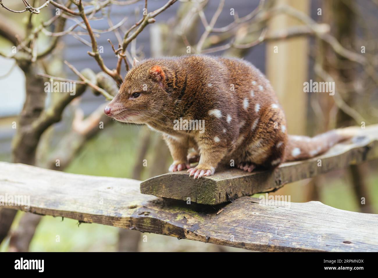 A Spotted-Tailed Quoll is spotted near Cradle Mountain, Tasmania ...