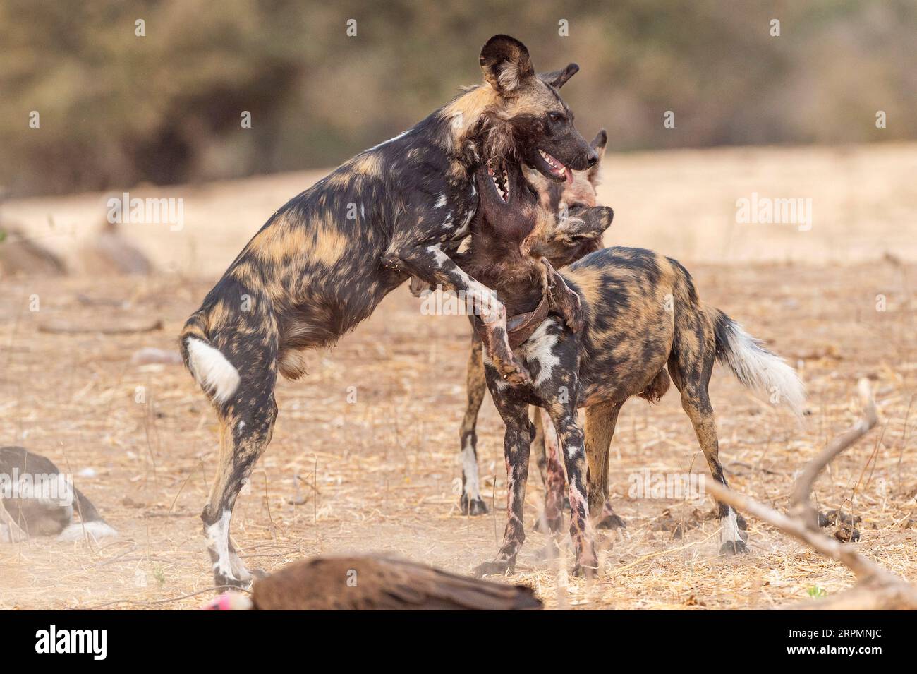 A pack of endangered African wild dog, Lycaon pictus, are seen in ...