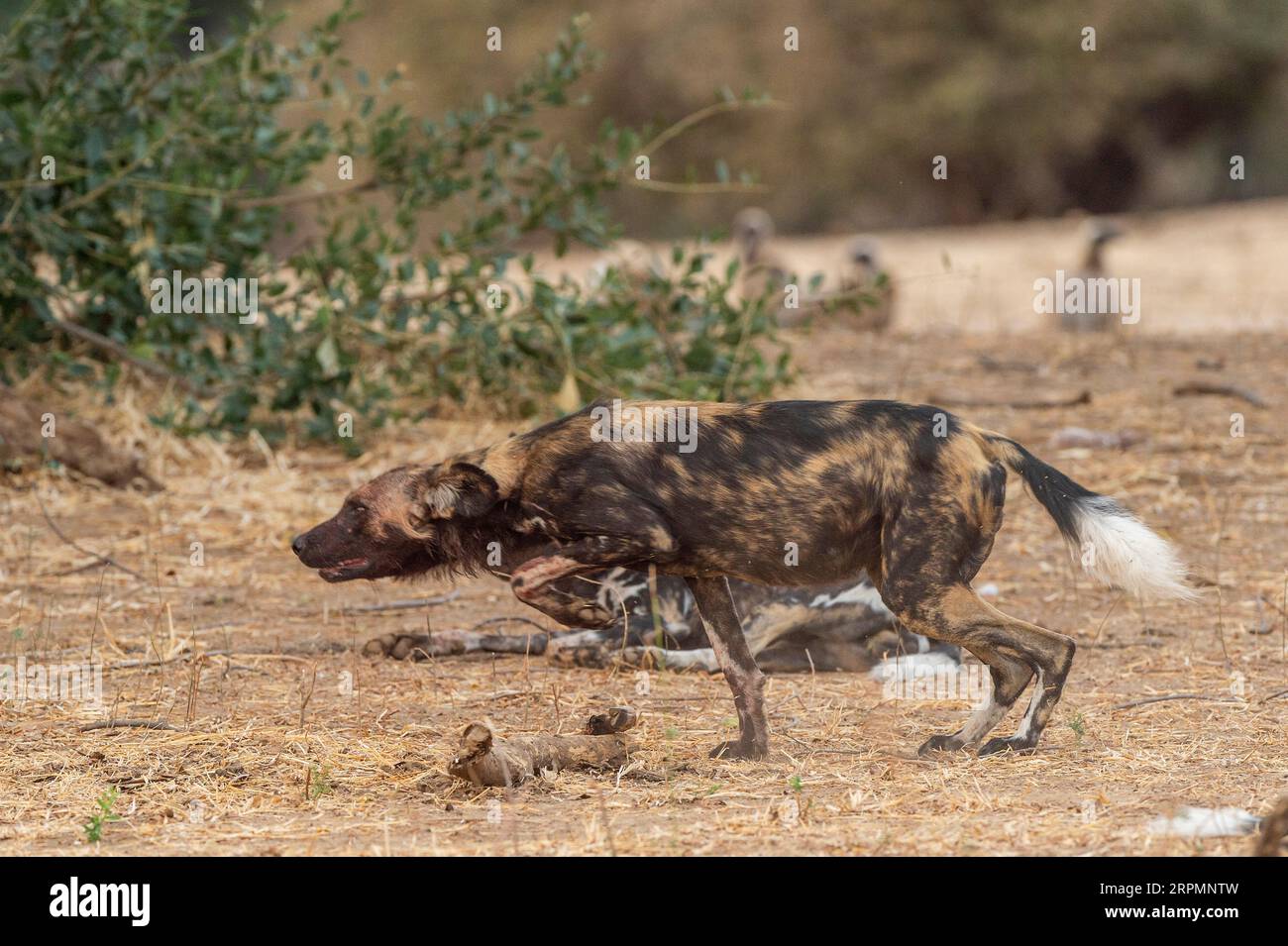 A pack of endangered African wild dog, Lycaon pictus, are seen in ...