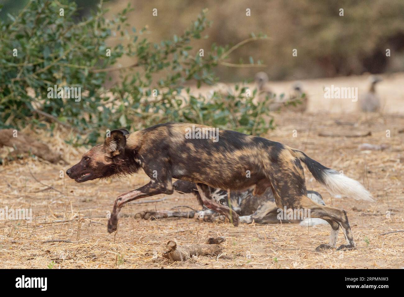 A pack of endangered African wild dog, Lycaon pictus, are seen in ...