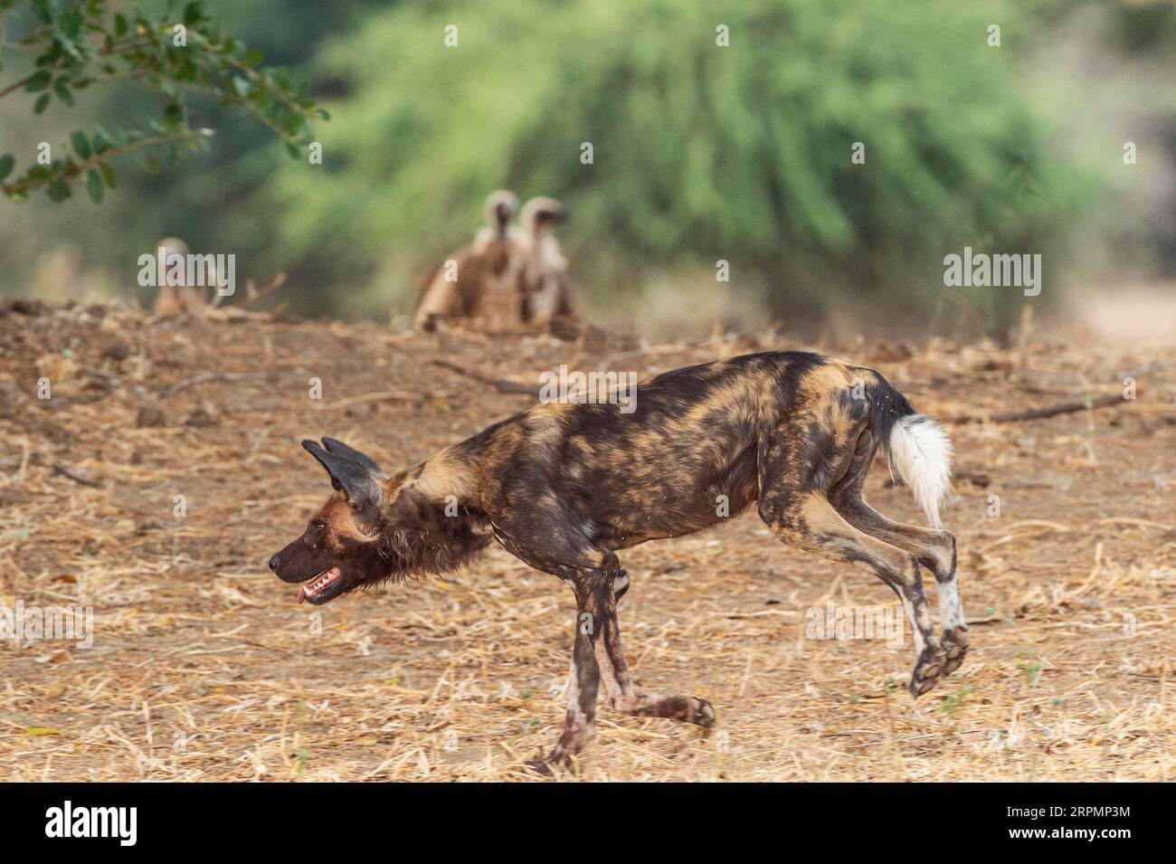 A pack of endangered African wild dog, Lycaon pictus, are seen in ...