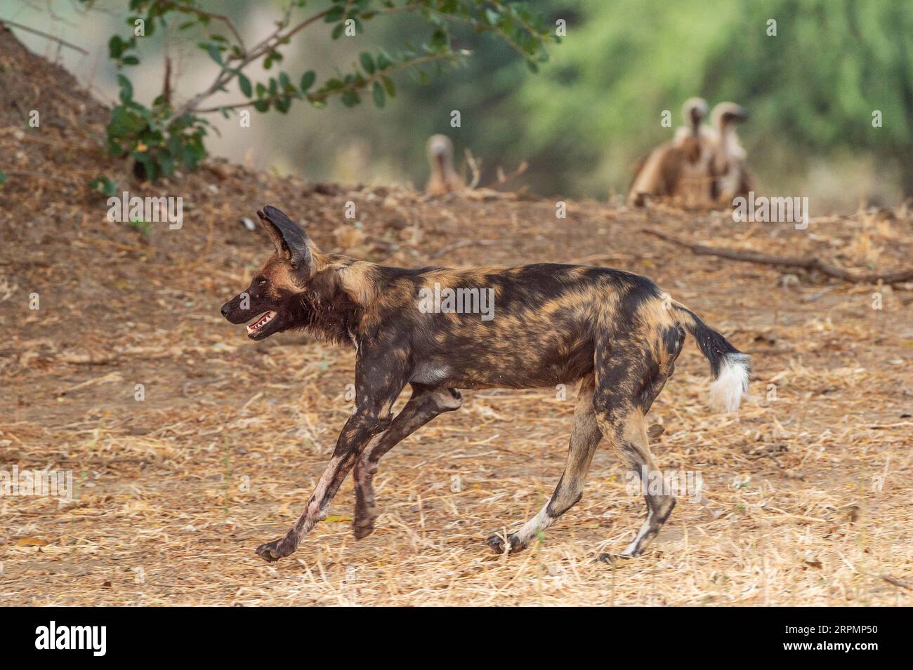 A pack of endangered African wild dog, Lycaon pictus, are seen in ...