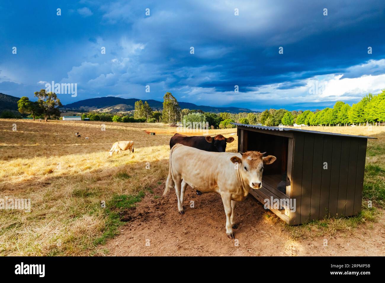 Farm landscape with cattle near sunset on a stormy afternoon in ...