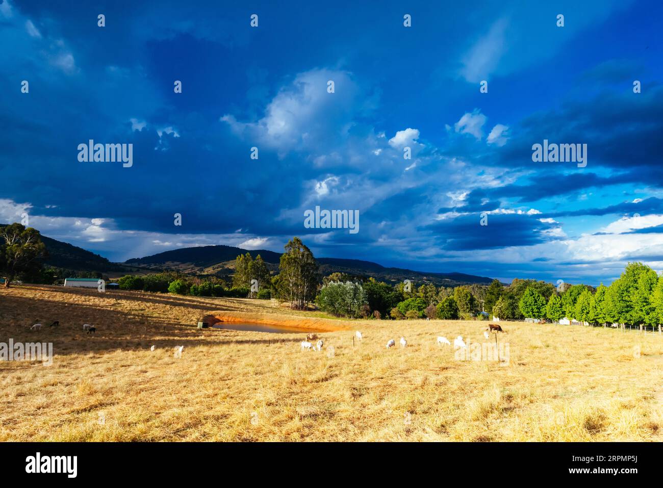 Farm landscape with cattle near sunset on a stormy afternoon in ...