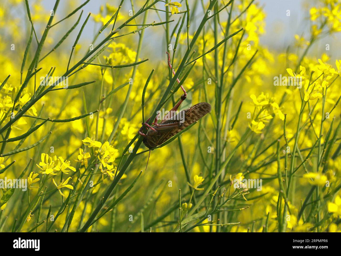 Locust india hi-res stock photography and images - Alamy