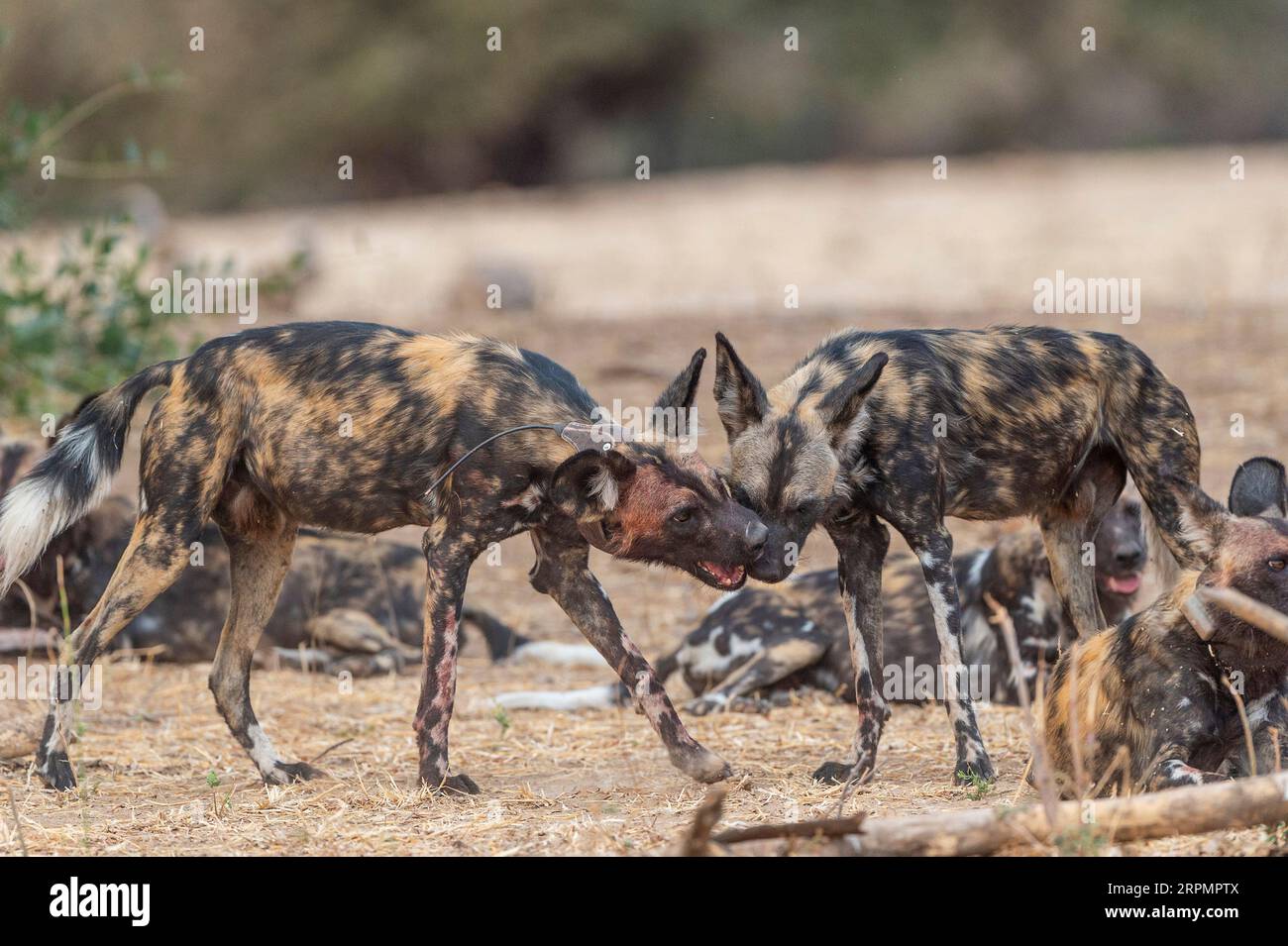 A pack of endangered African wild dog, Lycaon pictus, are seen in ...