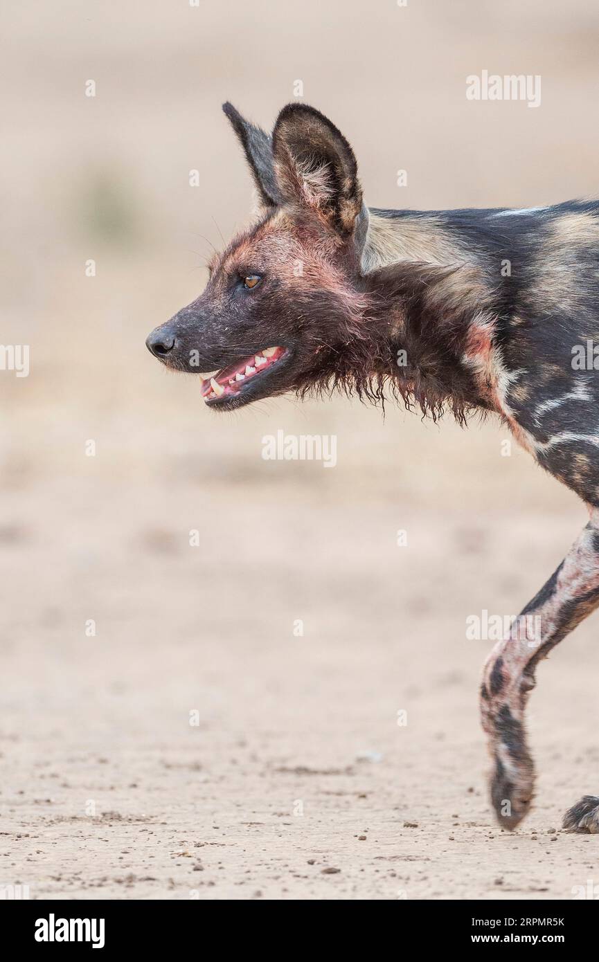African wild dogs, Lycaon pictus, with a killed Impala in Zimbabwe's ...