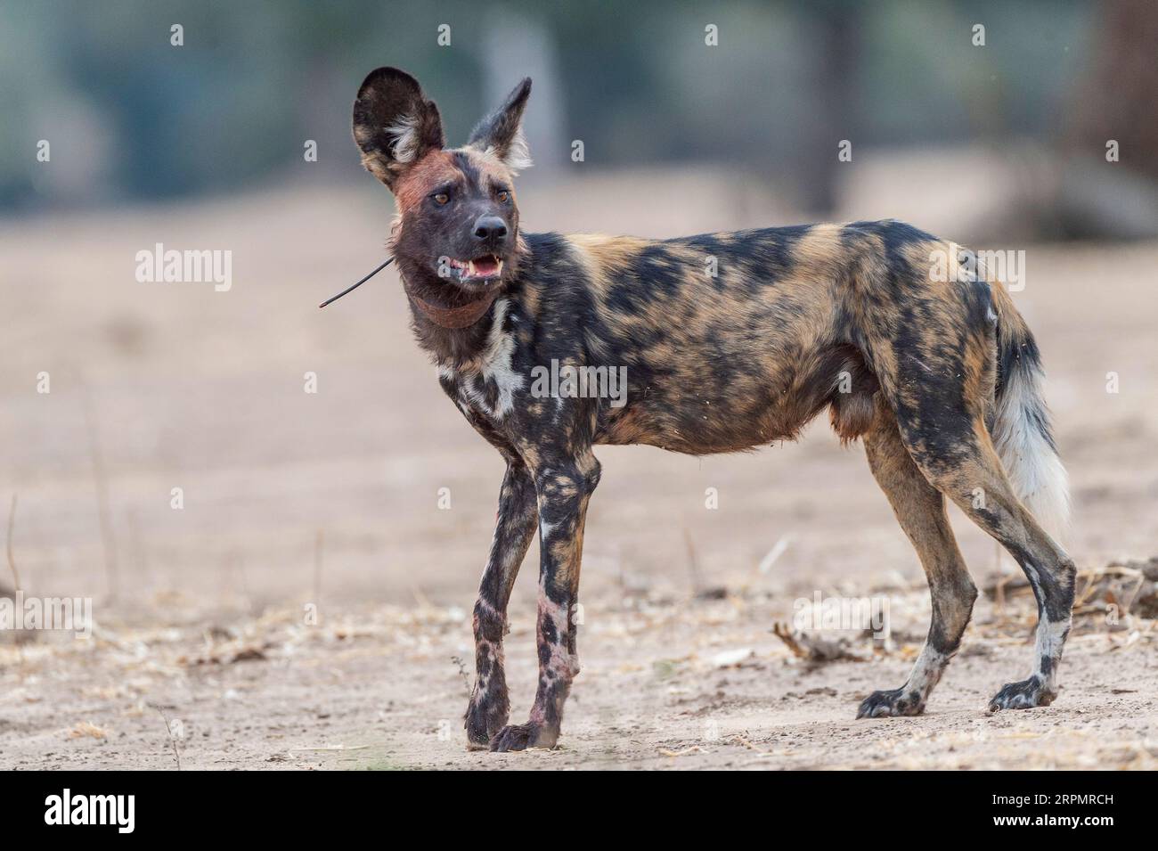 African wild dogs, Lycaon pictus, with a killed Impala in Zimbabwe's ...